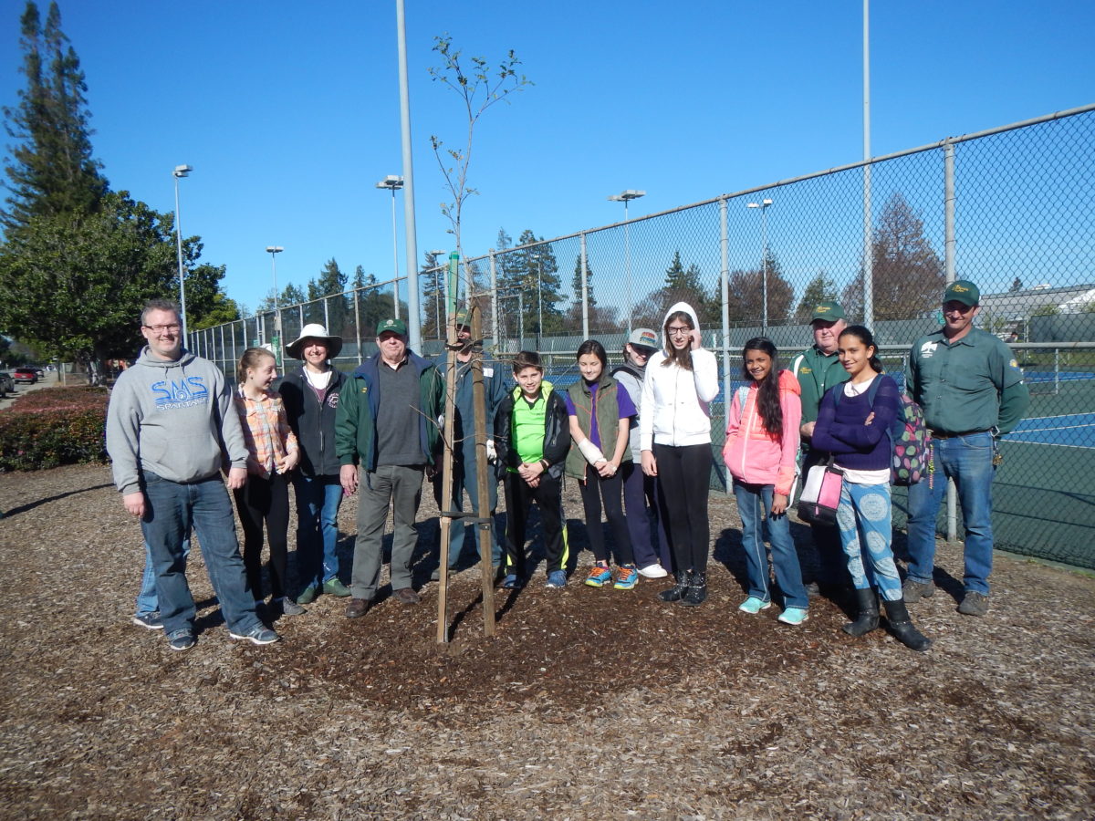 Tree Planting – Sunnyvale Urban Forest Advocates