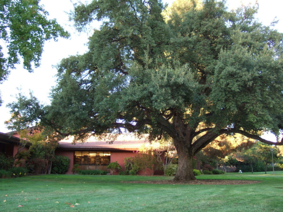 Trees of Sunnyvale – Sunnyvale Urban Forest Advocates