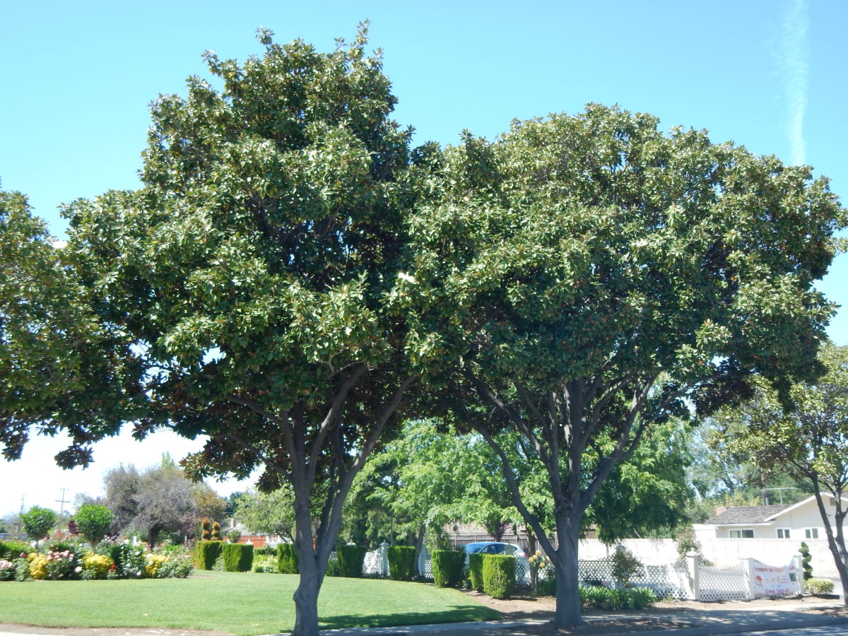 Trees of Sunnyvale – Sunnyvale Urban Forest Advocates