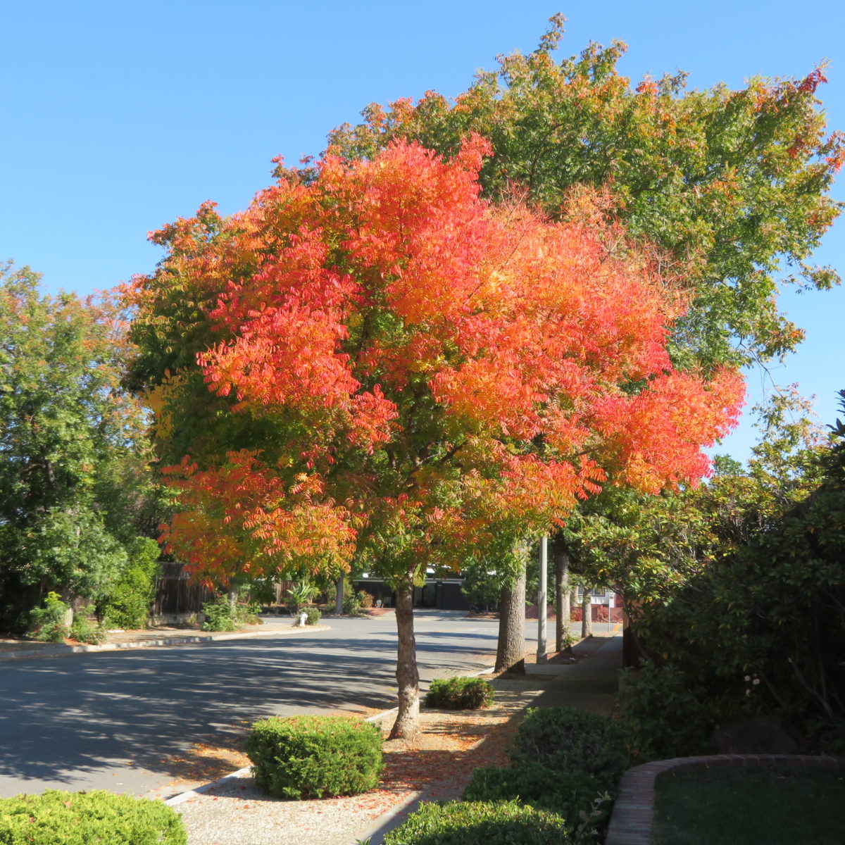 Fall Colors – Sunnyvale Urban Forest Advocates