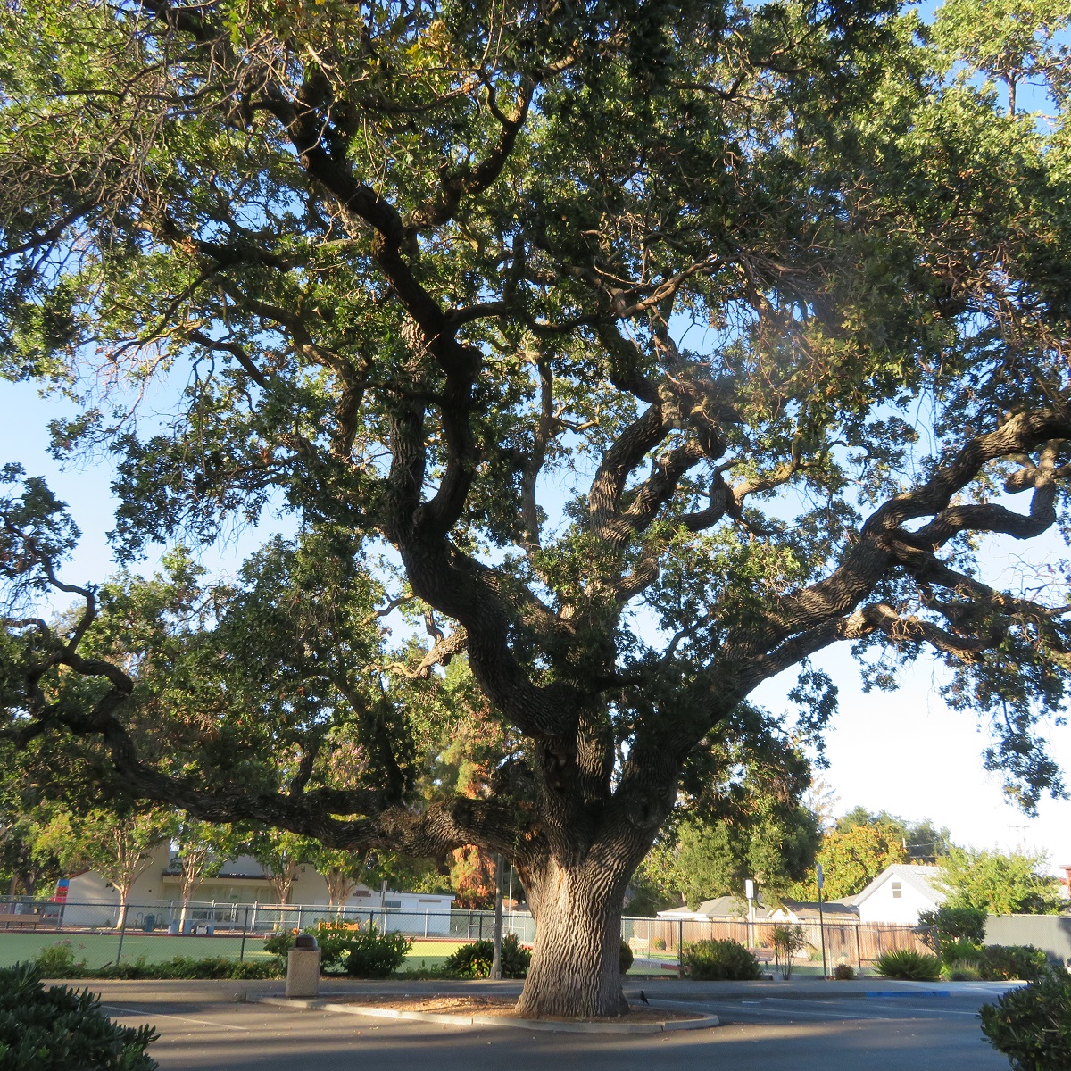 Park Trees – Sunnyvale Urban Forest Advocates
