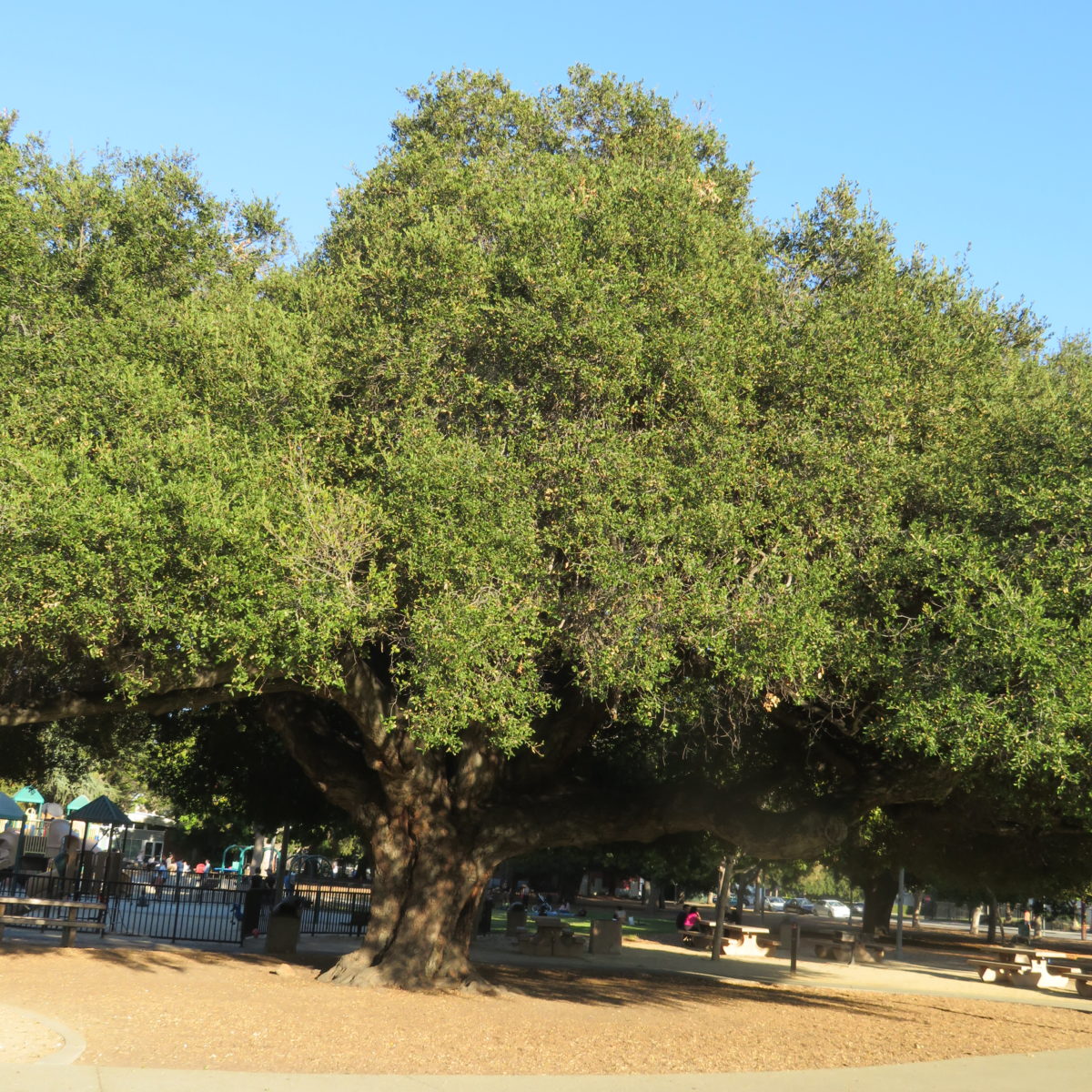 Park Trees – Sunnyvale Urban Forest Advocates