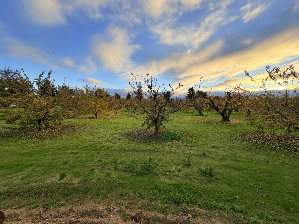 Orchard Heritage Park Study Issue – Sunnyvale Urban Forest Advocates